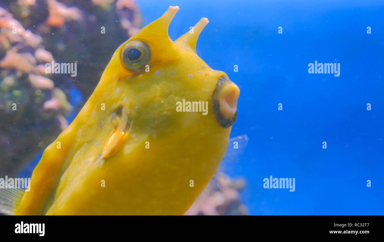 Funny fish hi-res stock photography and images - Alamy