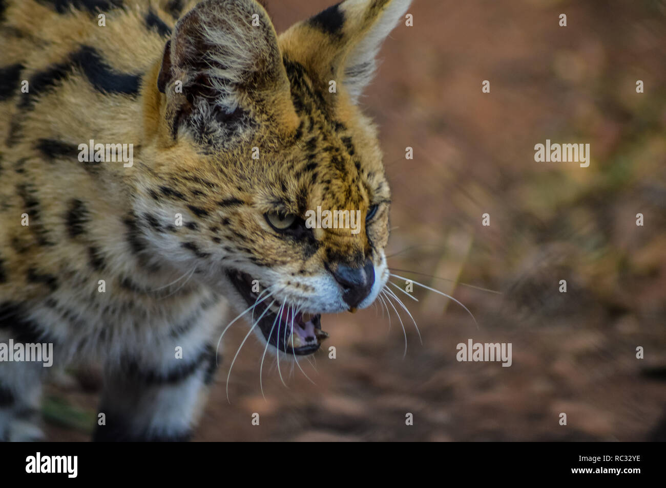 A cute and small Serval staring at us in a game reserve Stock Photo - Alamy