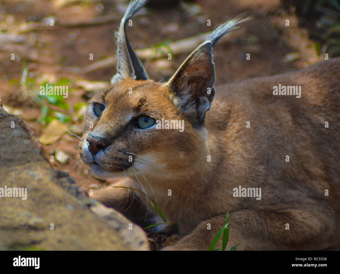 African golden cat hi-res stock photography and images - Alamy