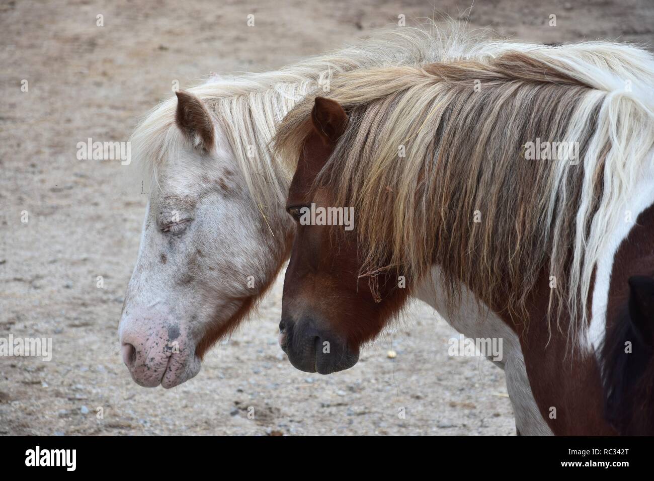 Portrait of two dozing ponies with their heads together. The eyes are ...