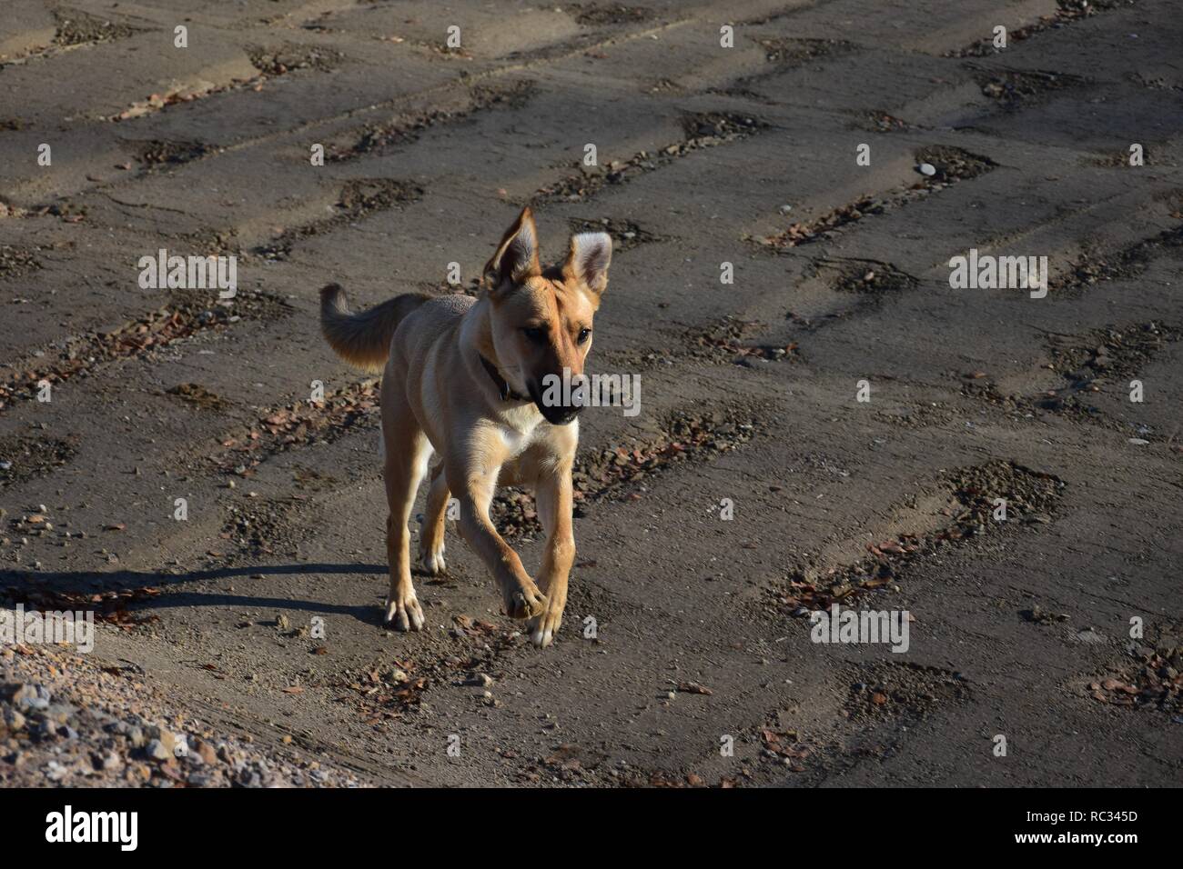 Sand coloured dog hi-res stock photography and images - Alamy