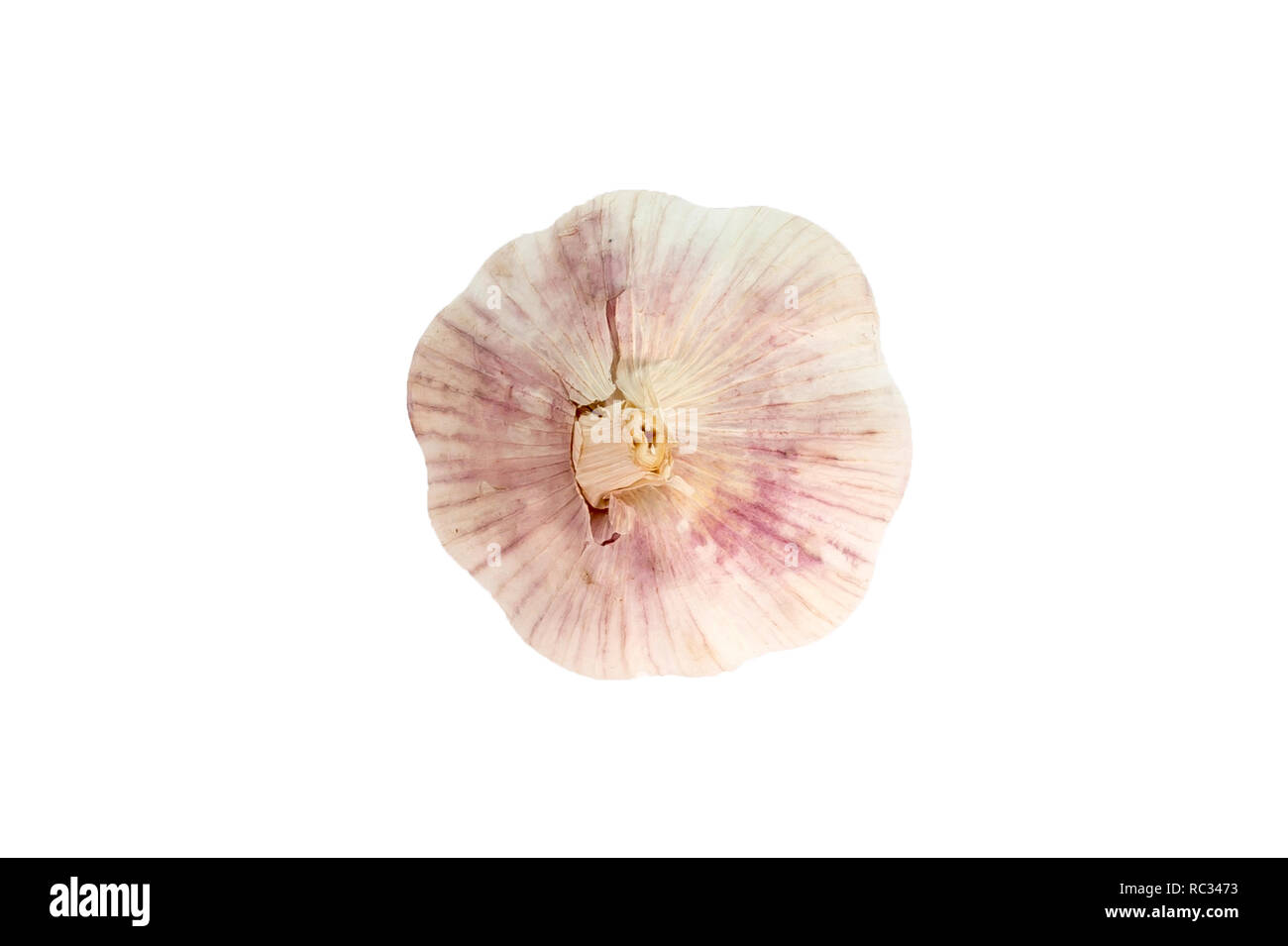 Garlic is a native spice used in cooking, images isolated on white ...