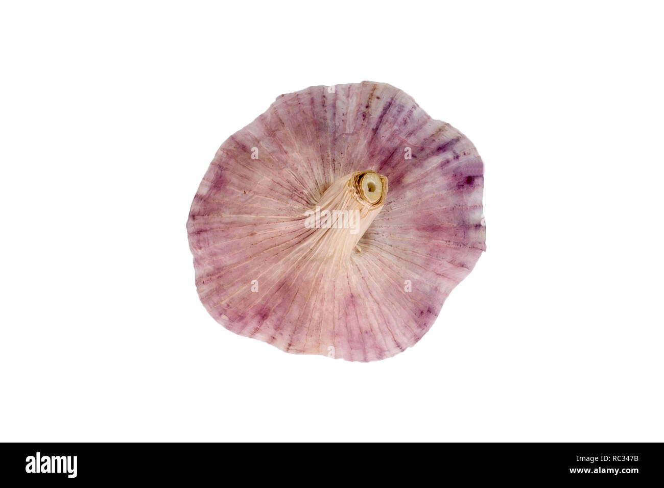 Garlic is a native spice used in cooking, images isolated on white ...