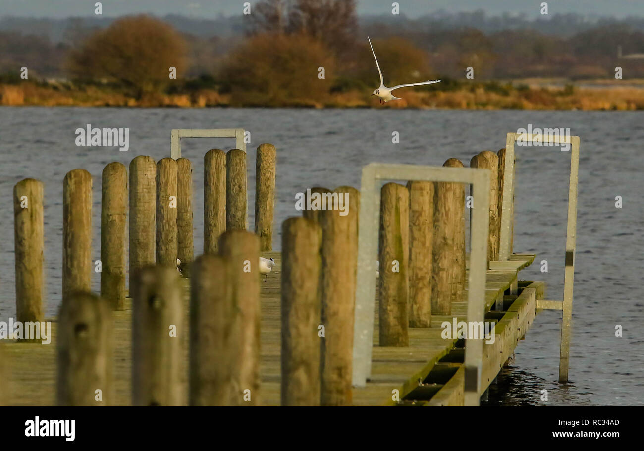 Lough neagh walking hi-res stock photography and images - Alamy