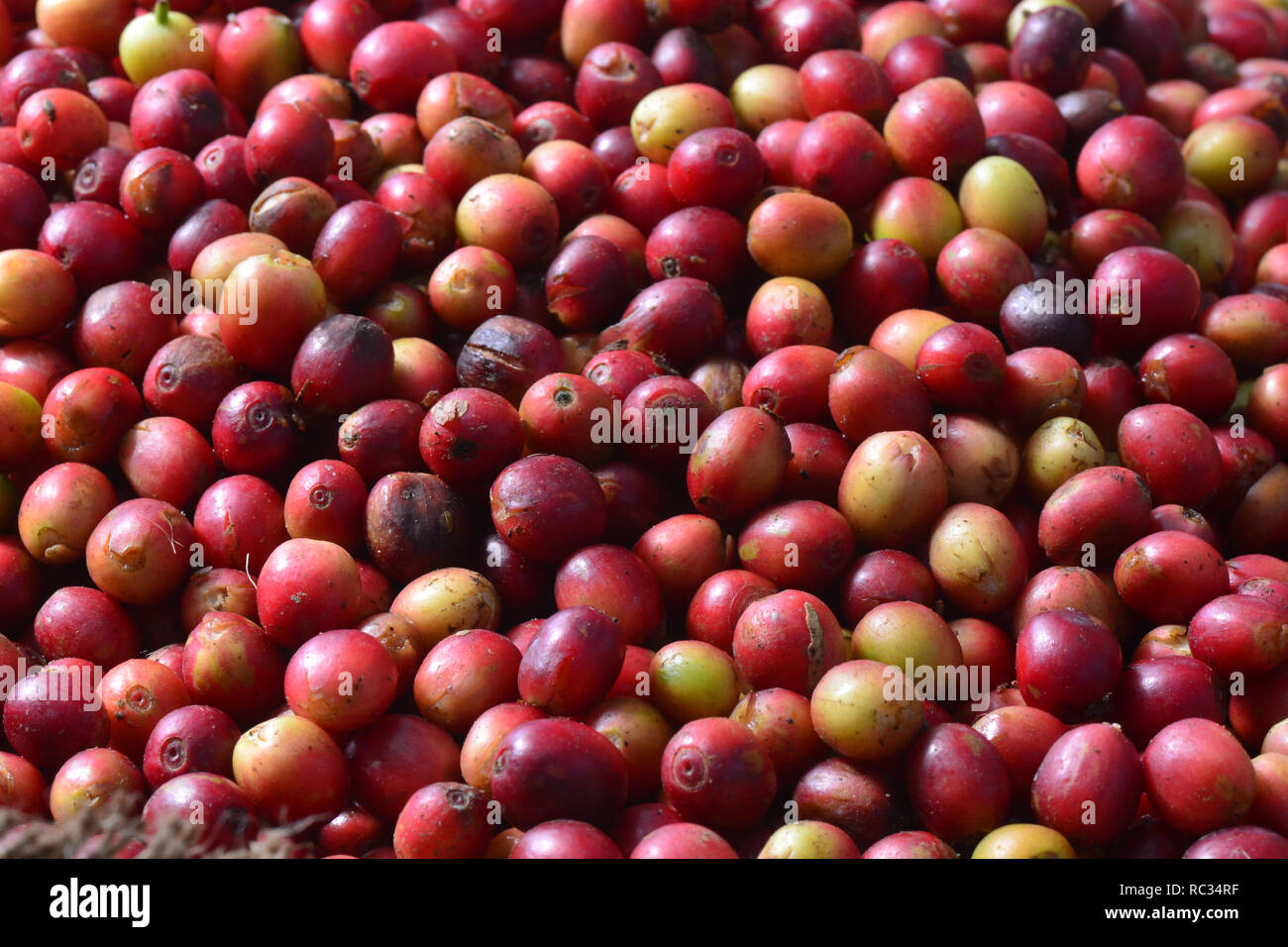 Wet method coffee hi-res stock photography and images - Alamy