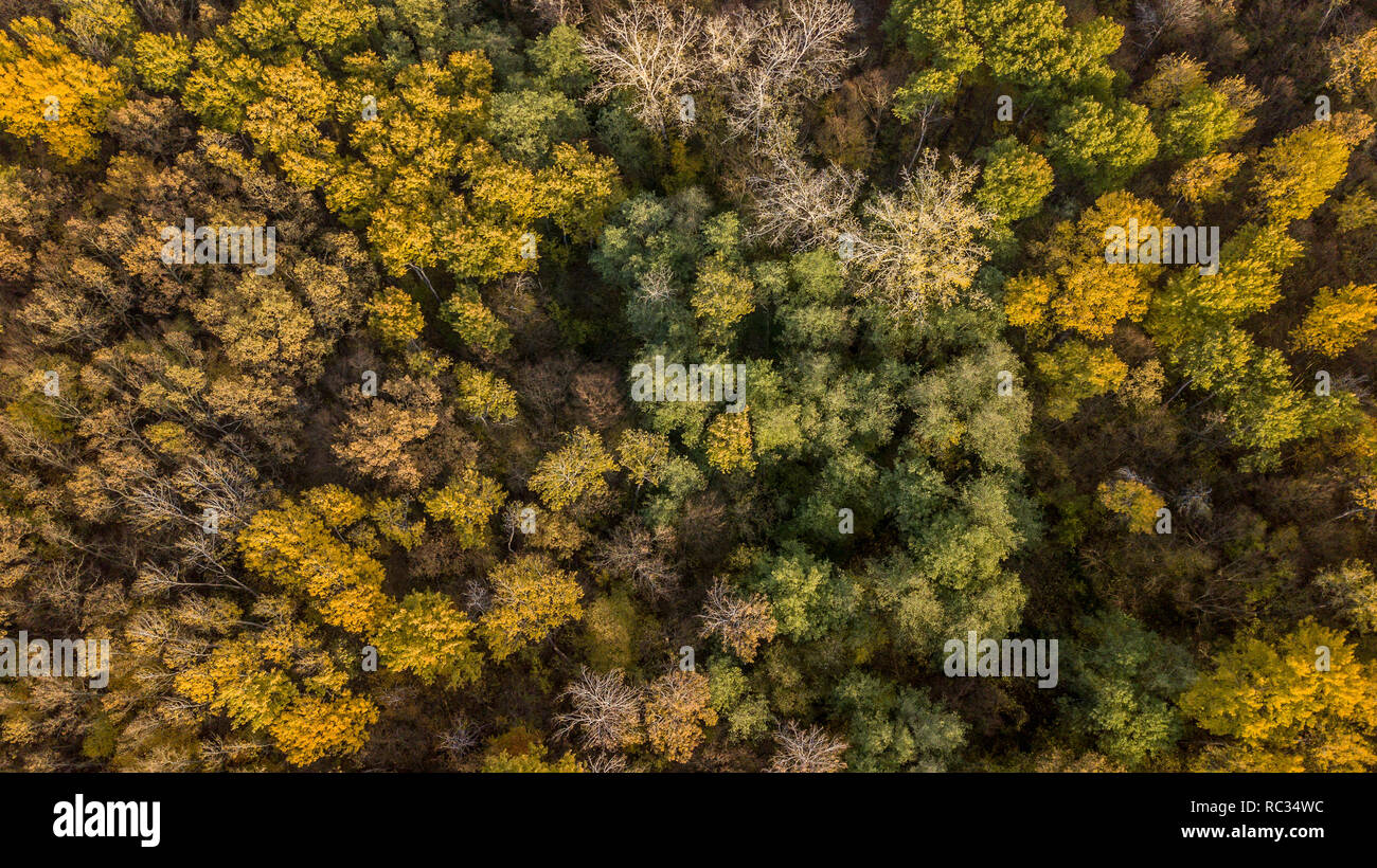 Aerial view of autumn forest. Fall landscape with red, yellow and green ...
