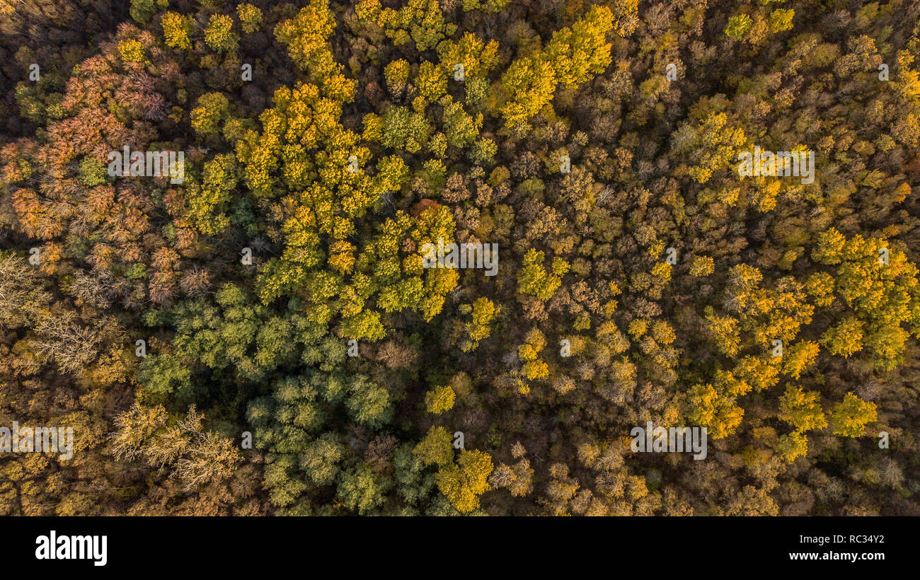 Aerial view of autumn forest. Fall landscape with red, yellow and green ...