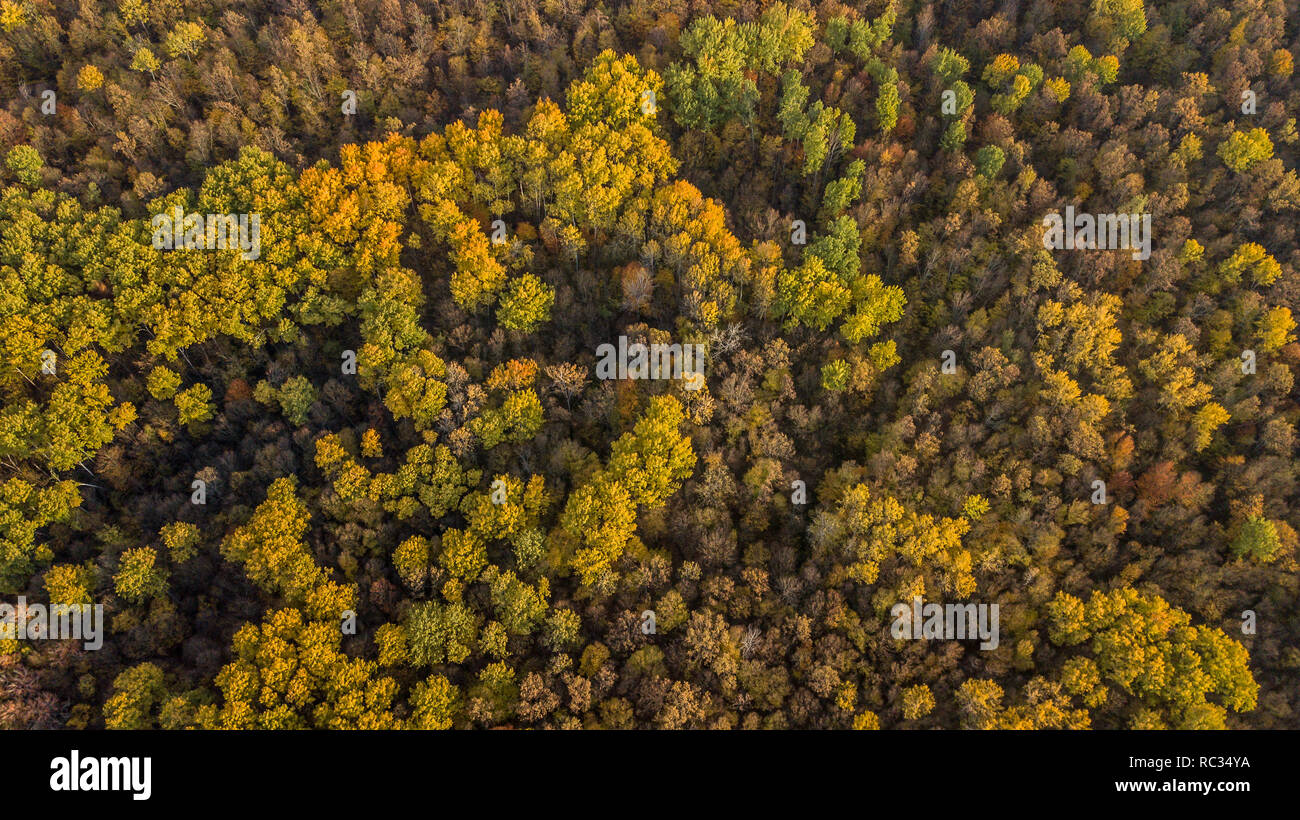 Aerial view of autumn forest. Fall landscape with red, yellow and green ...