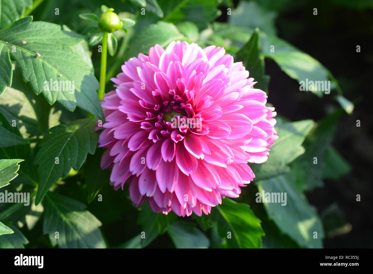 Closeup of Beautiful dahlia flower in full bloom in the garden Stock ...