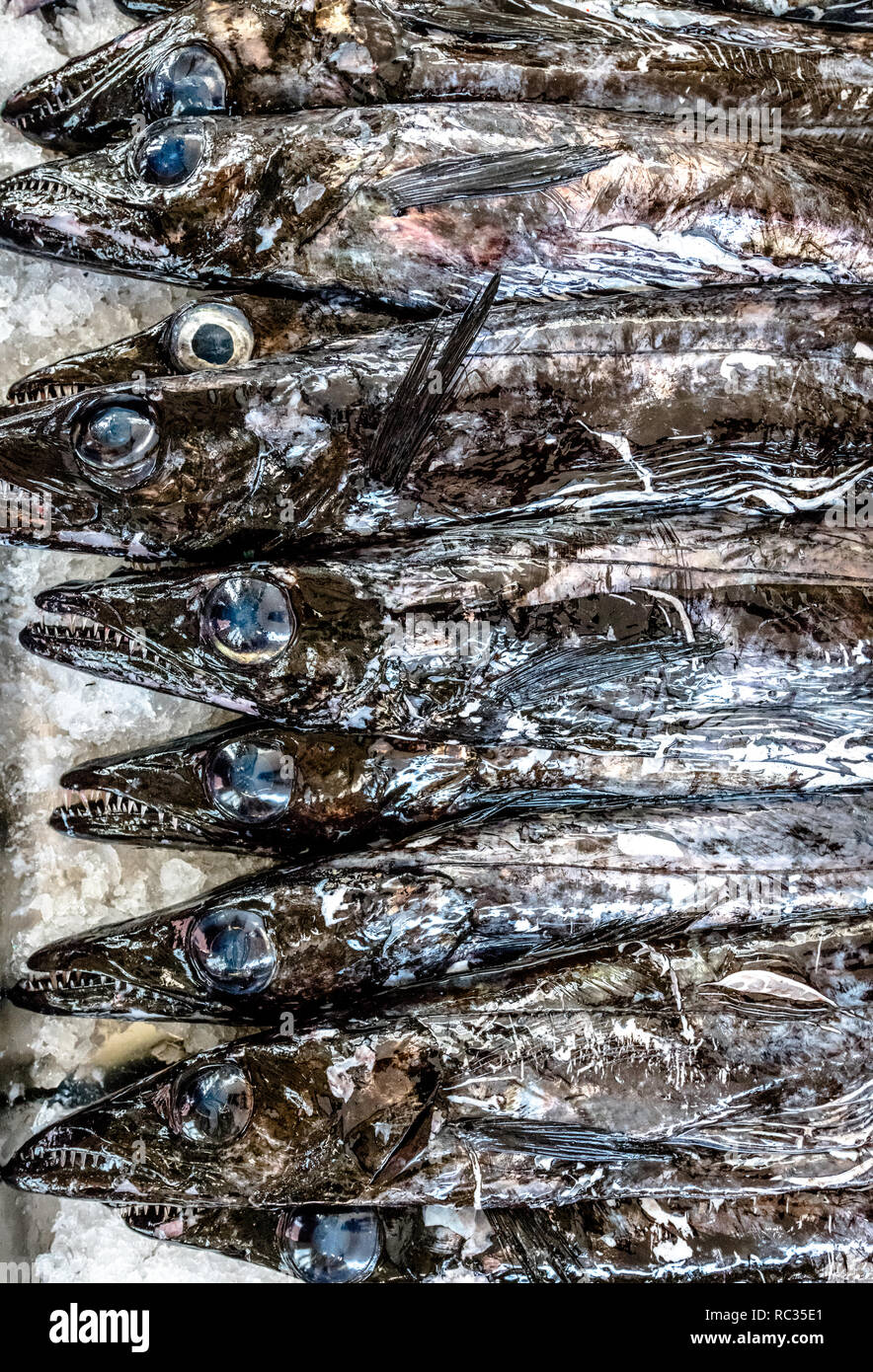The Black scabbard fish (Aphanopus carbo) at the Funchal indoor fish ...