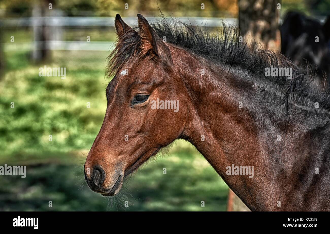 Brown Horse Animal Face Stock Photo - Alamy