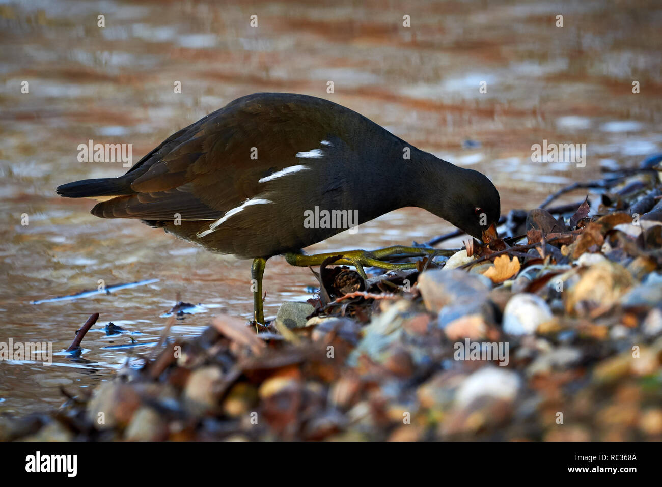 Common Moorhen or European Moorhen (Gallinula Chloropus) searching for ...