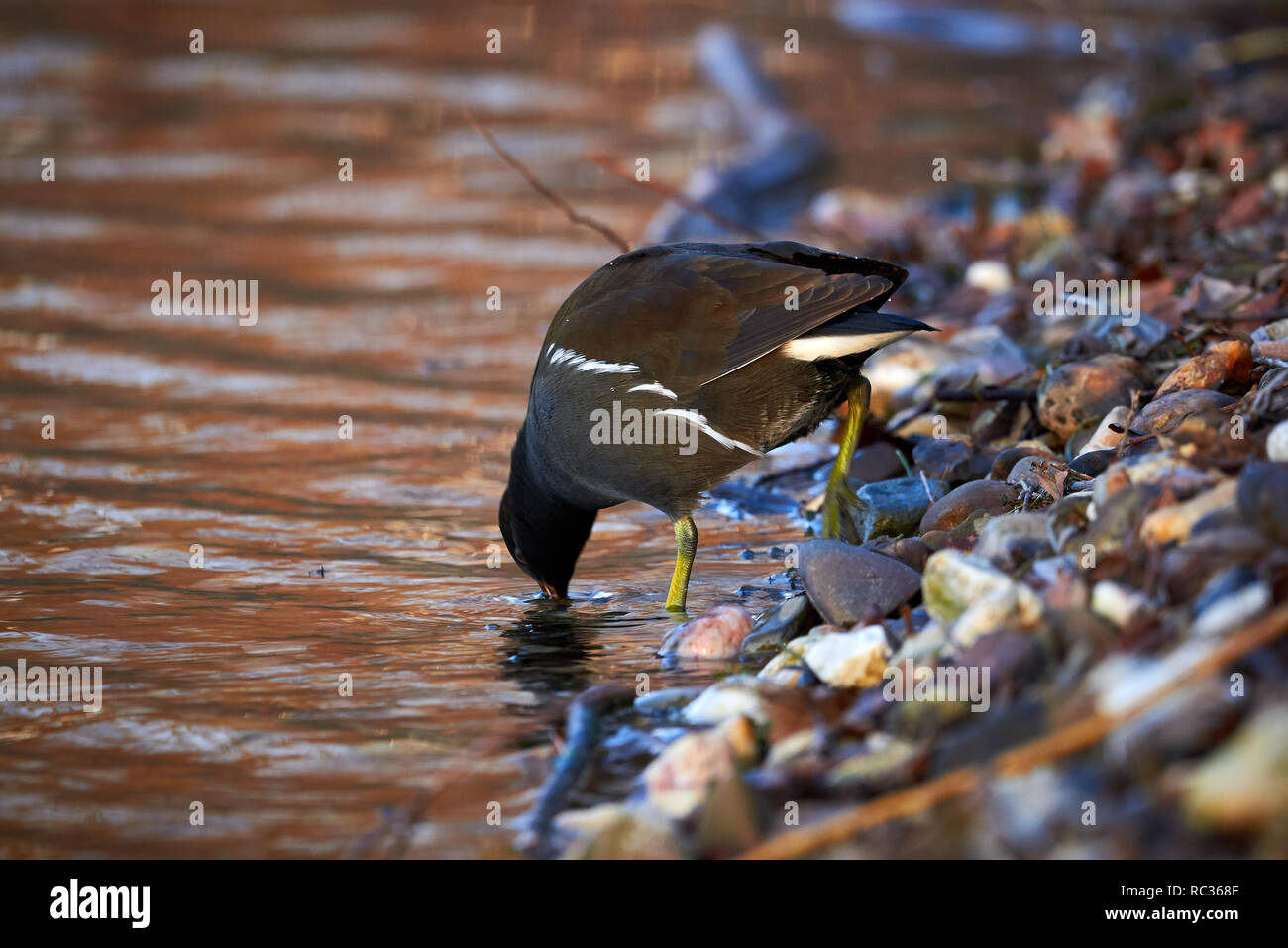 Male waterhen hi-res stock photography and images - Alamy