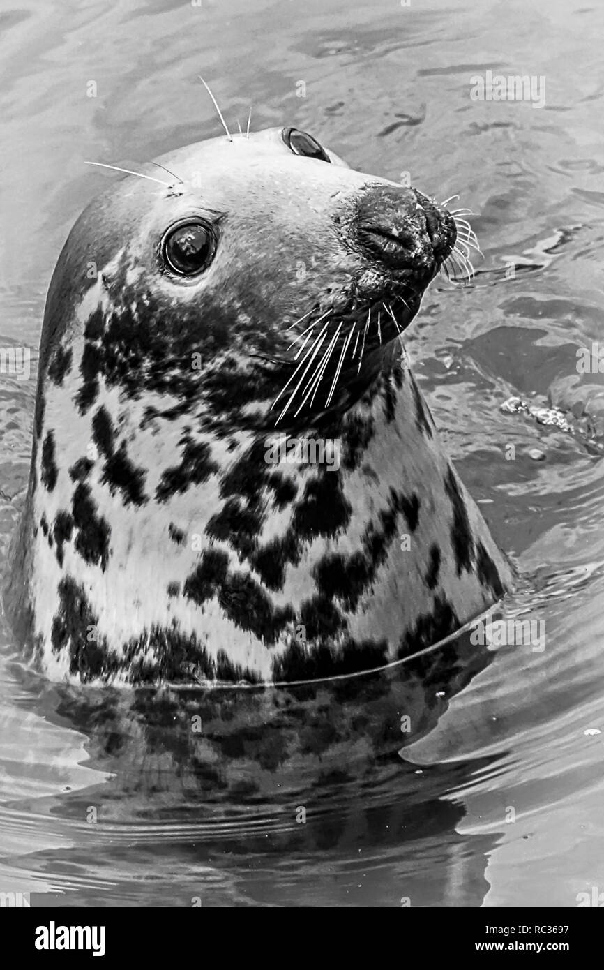 Seal and marine portrait Black and White Stock Photos & Images - Alamy