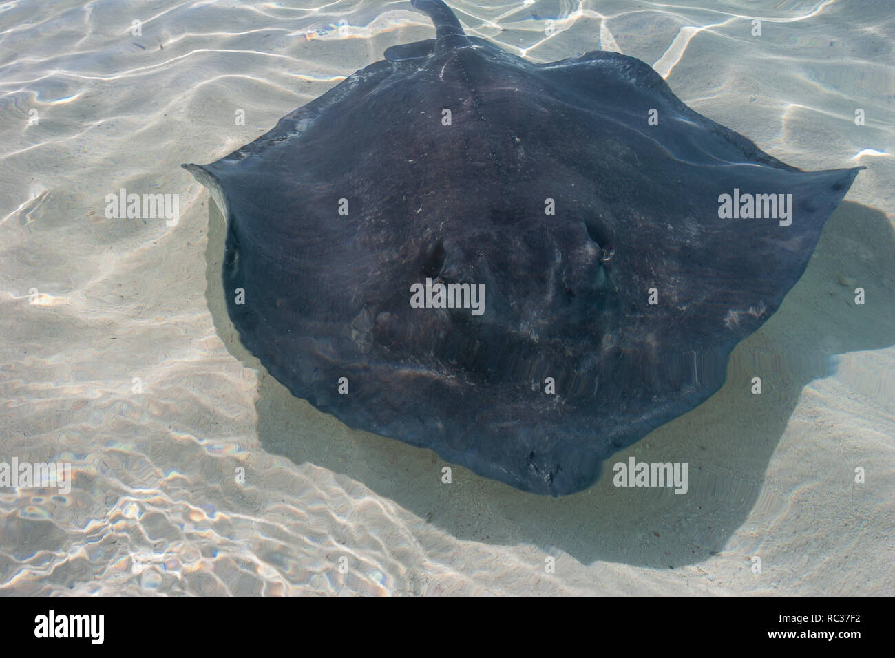Stingrays fish in the shallow water Stock Photo - Alamy