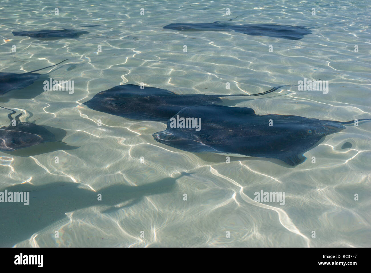 Stingrays fish in the shallow water Stock Photo - Alamy