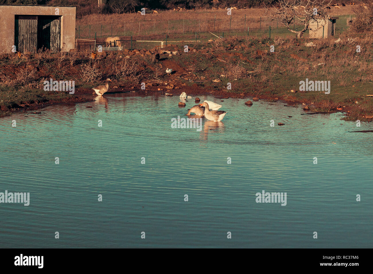 Photo of a family of geese in a farm in Portugal Stock Photo - Alamy