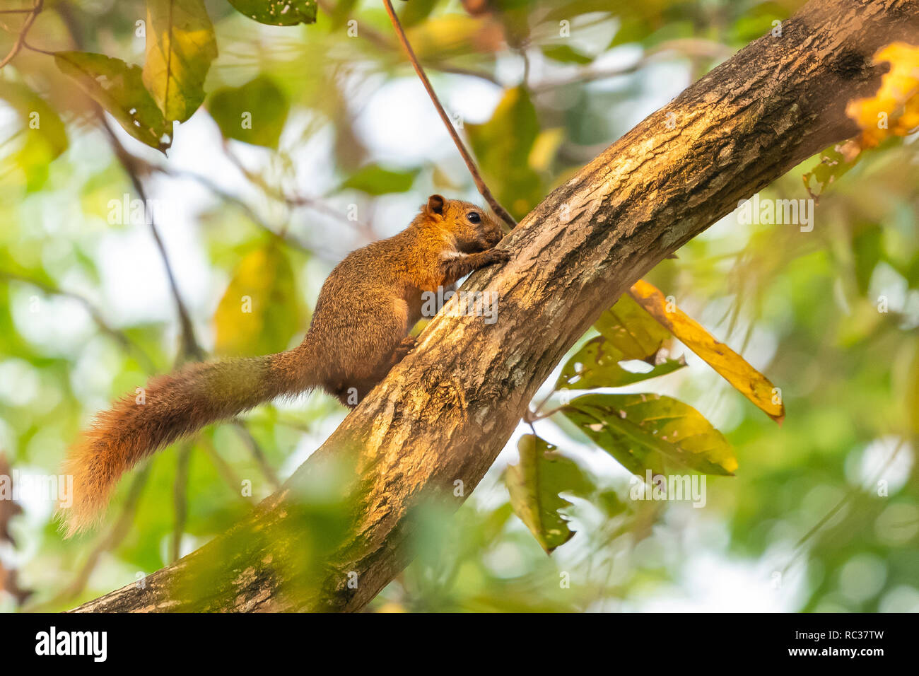 Brown squirrel on a perch in a park Stock Photo - Alamy