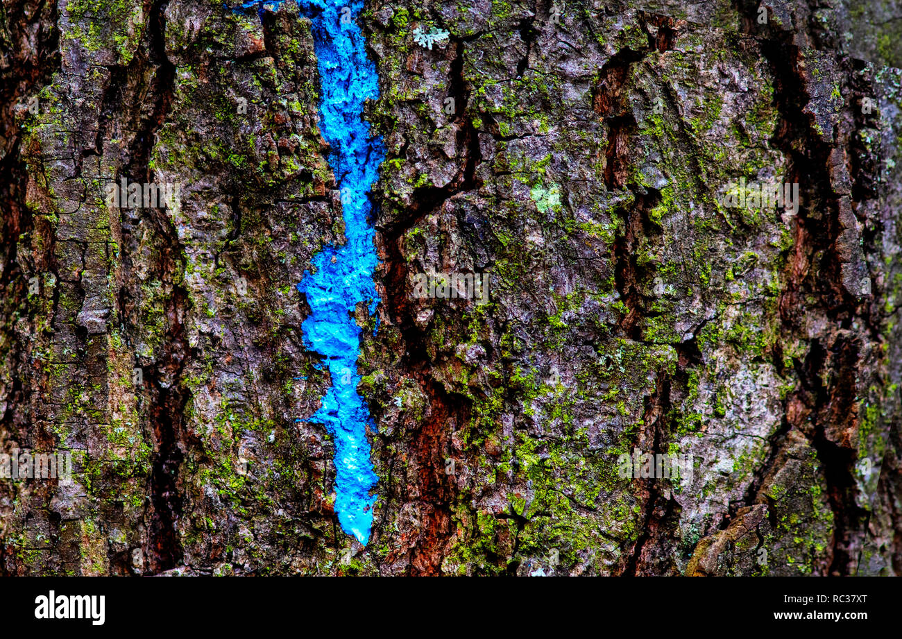 Tree texture with blue paint on it Stock Photo - Alamy