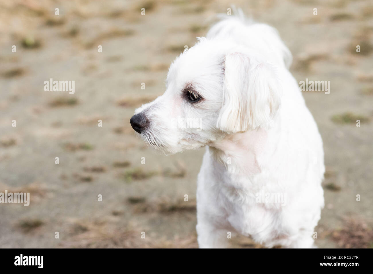 Left side of dog face hi-res stock photography and images - Alamy