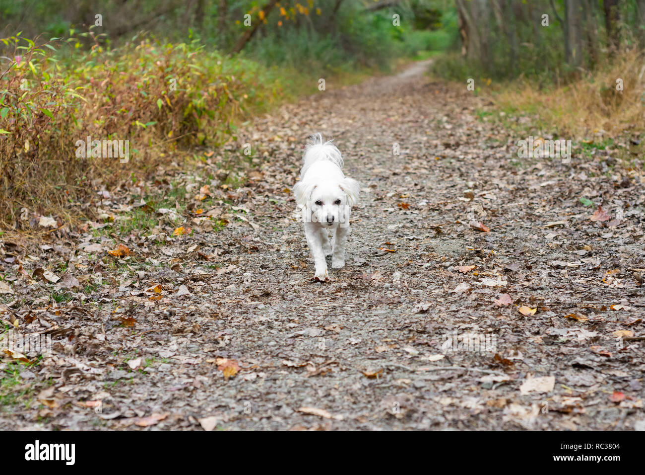 Small white dog walking on path in public park Stock Photo - Alamy