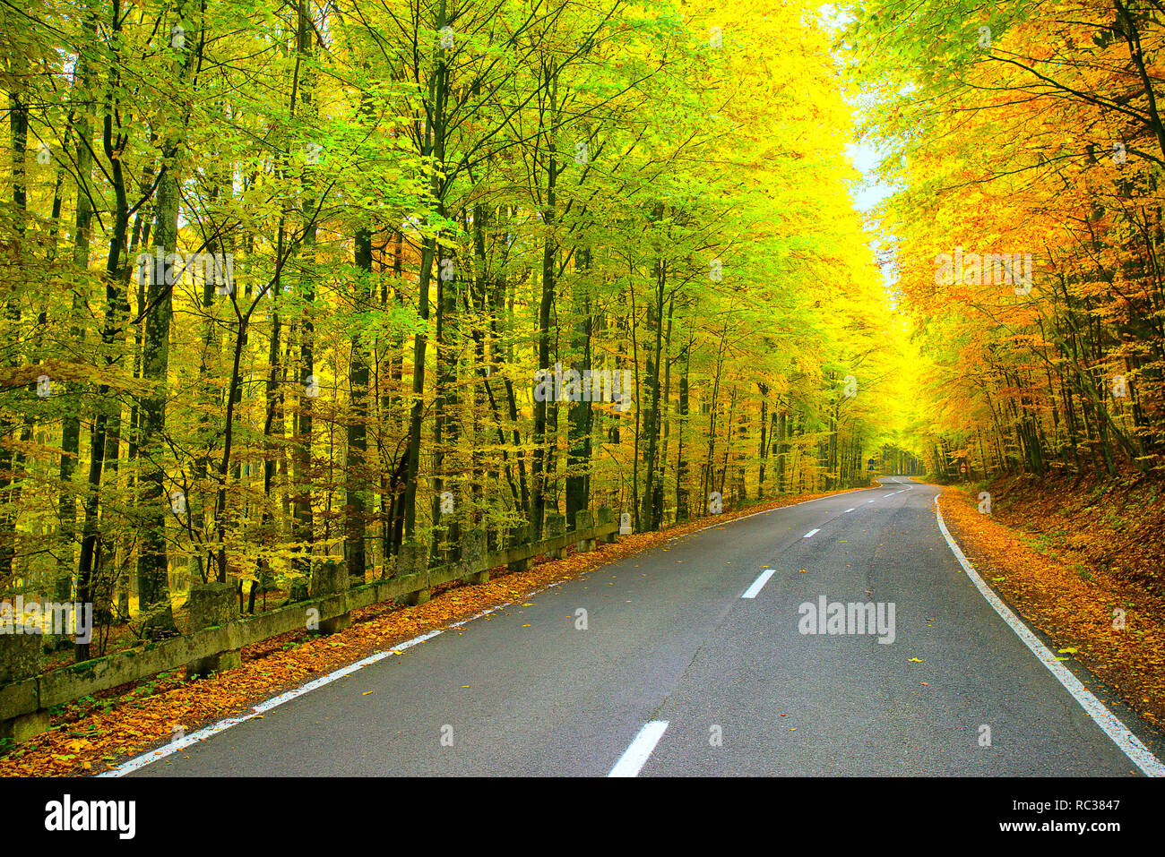 Road trough the forest in autumn season Stock Photo - Alamy