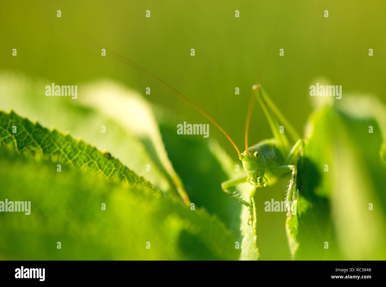 Grasshopper leaf pattern hi-res stock photography and images - Alamy