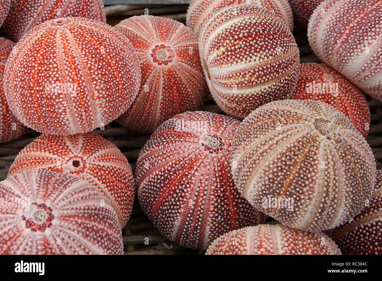 Sea urchin shells in basket in harbour at Charlestown, Cornwall ...
