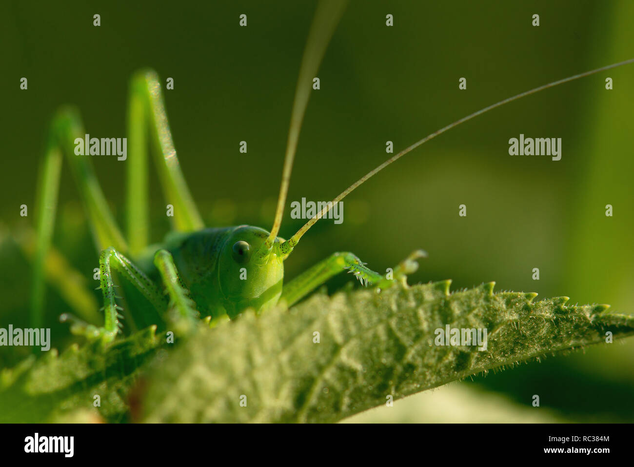 Grasshopper leaf pattern hi-res stock photography and images - Alamy