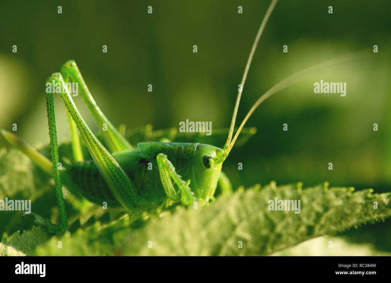 Grasshopper leaf pattern hi-res stock photography and images - Alamy