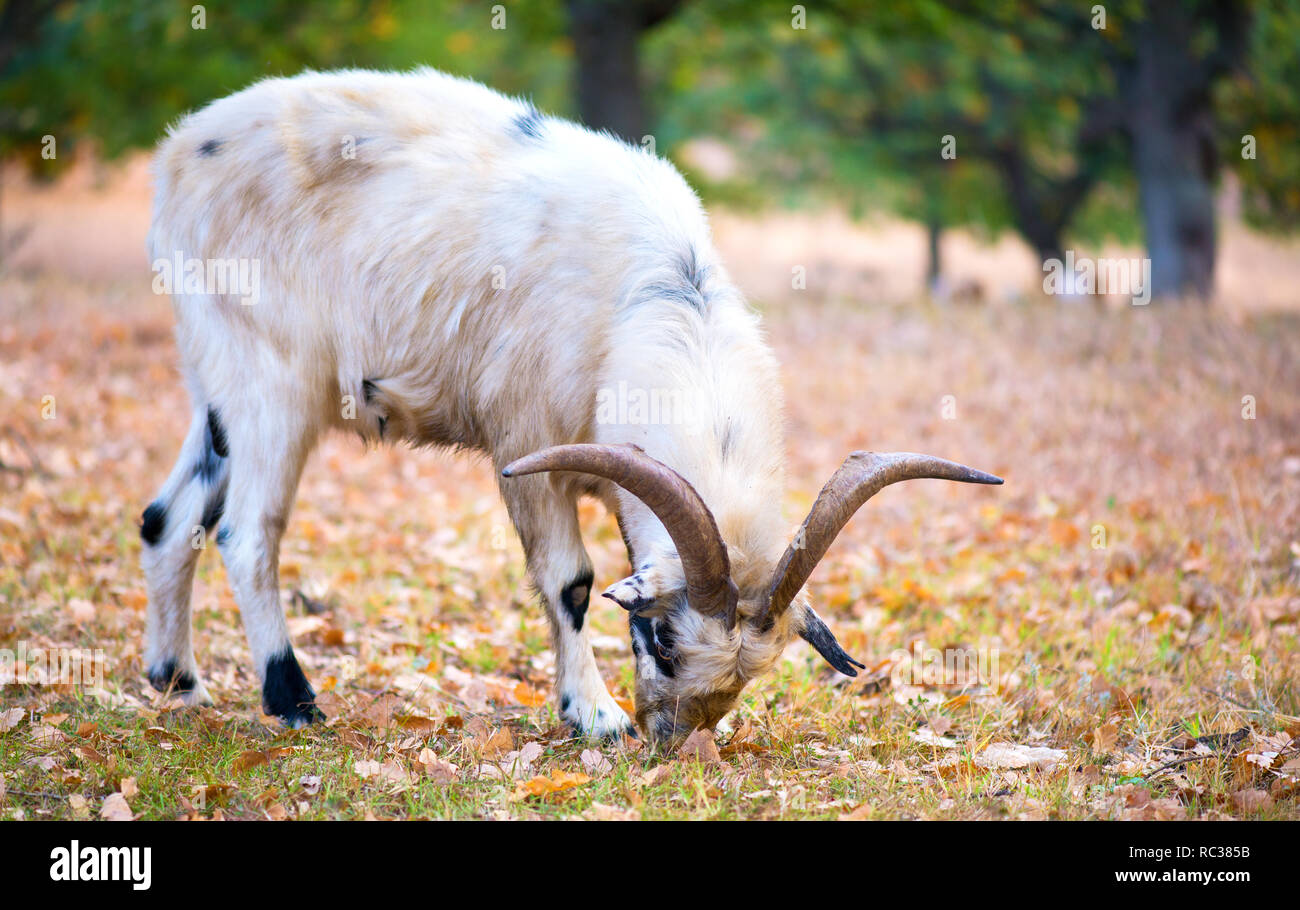 Goat male hi-res stock photography and images - Alamy