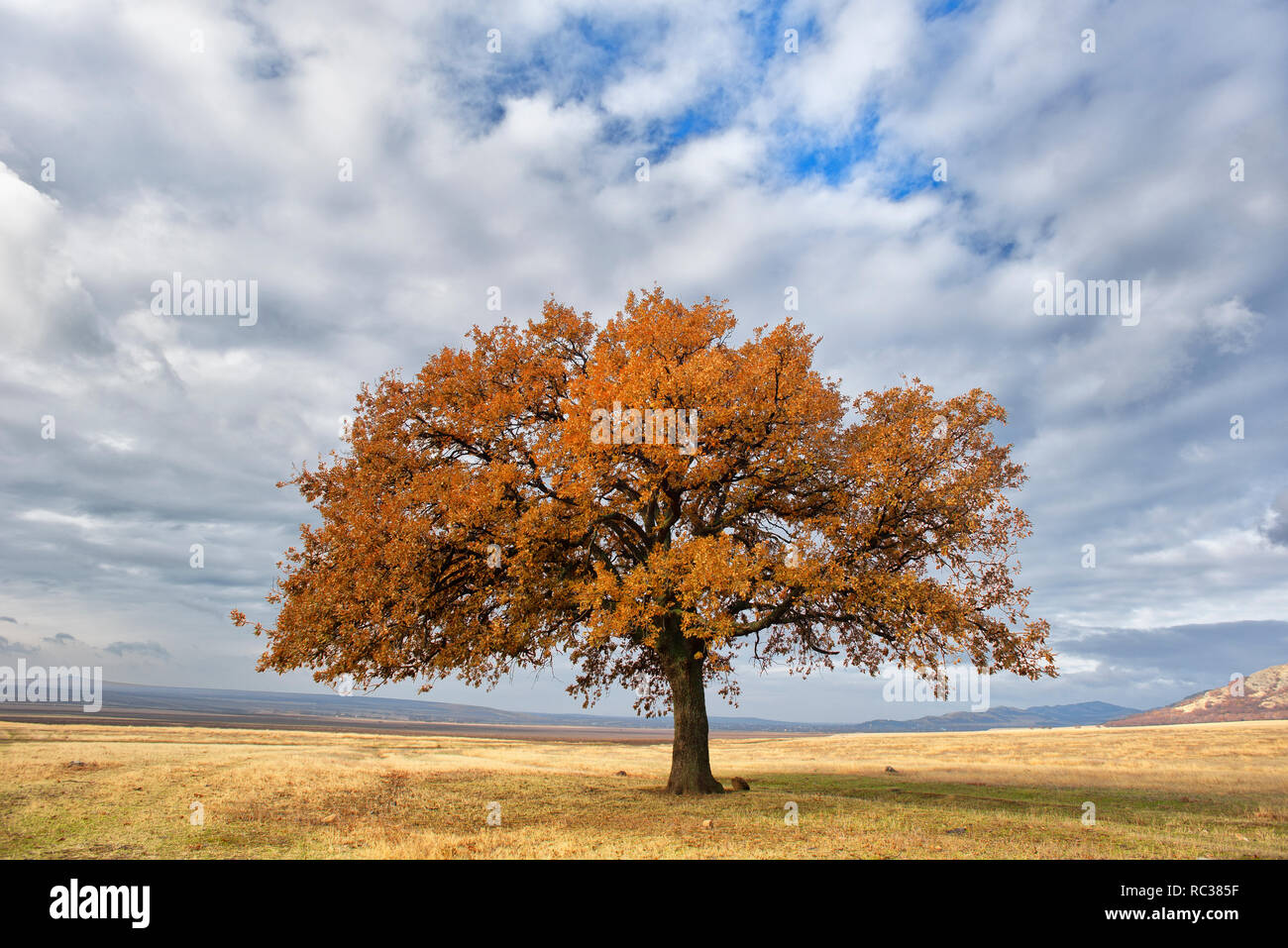 Autumn orange old oak tree hi-res stock photography and images - Alamy