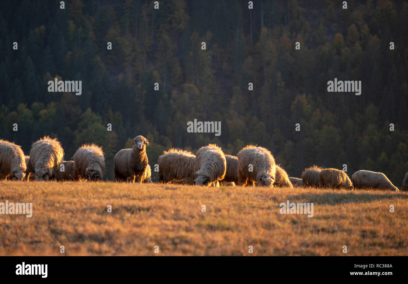 Sheep in autumn hi-res stock photography and images - Alamy