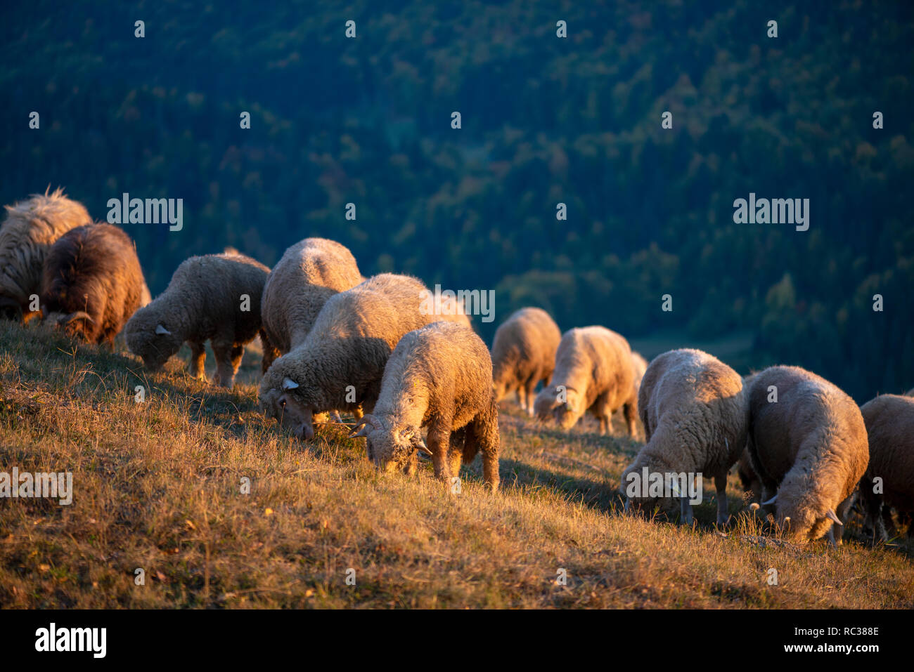 Sheep in autumn hi-res stock photography and images - Alamy