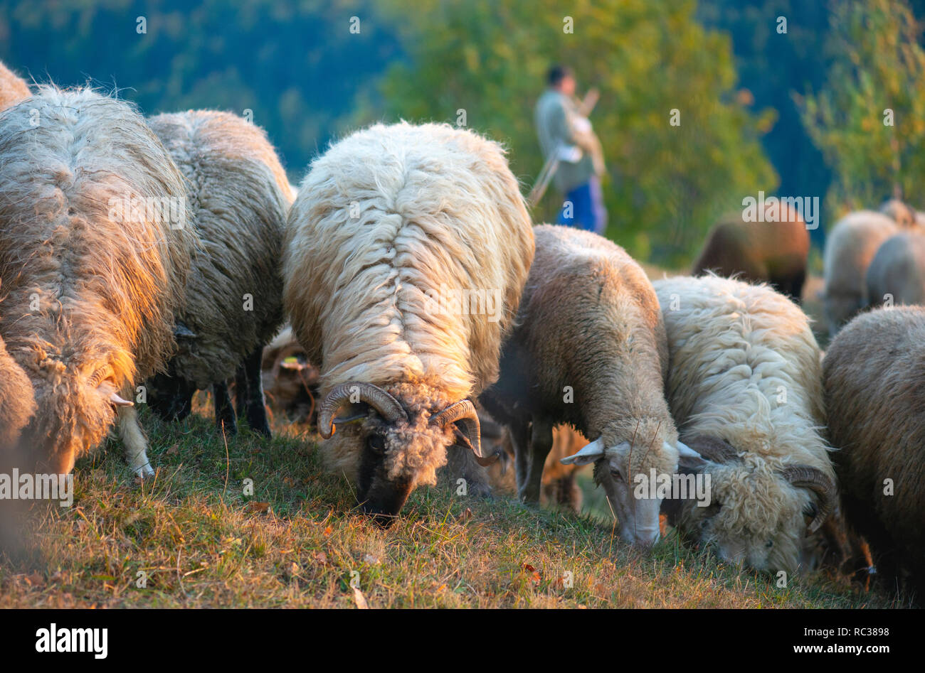 Agriculture shepperd hi-res stock photography and images - Alamy