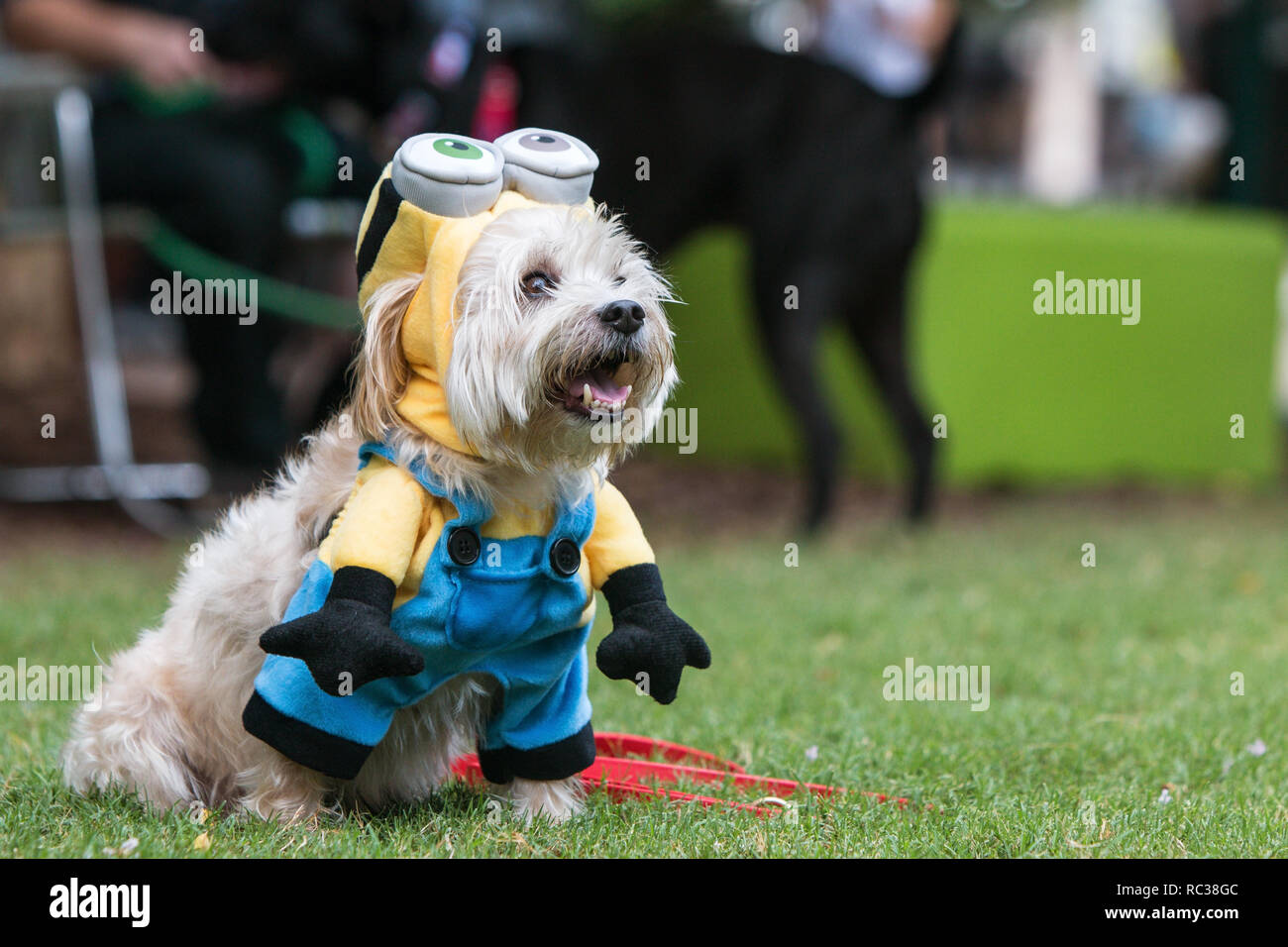 A cute dog wears a minion costume from the movie Despicable Me at Doggy ...