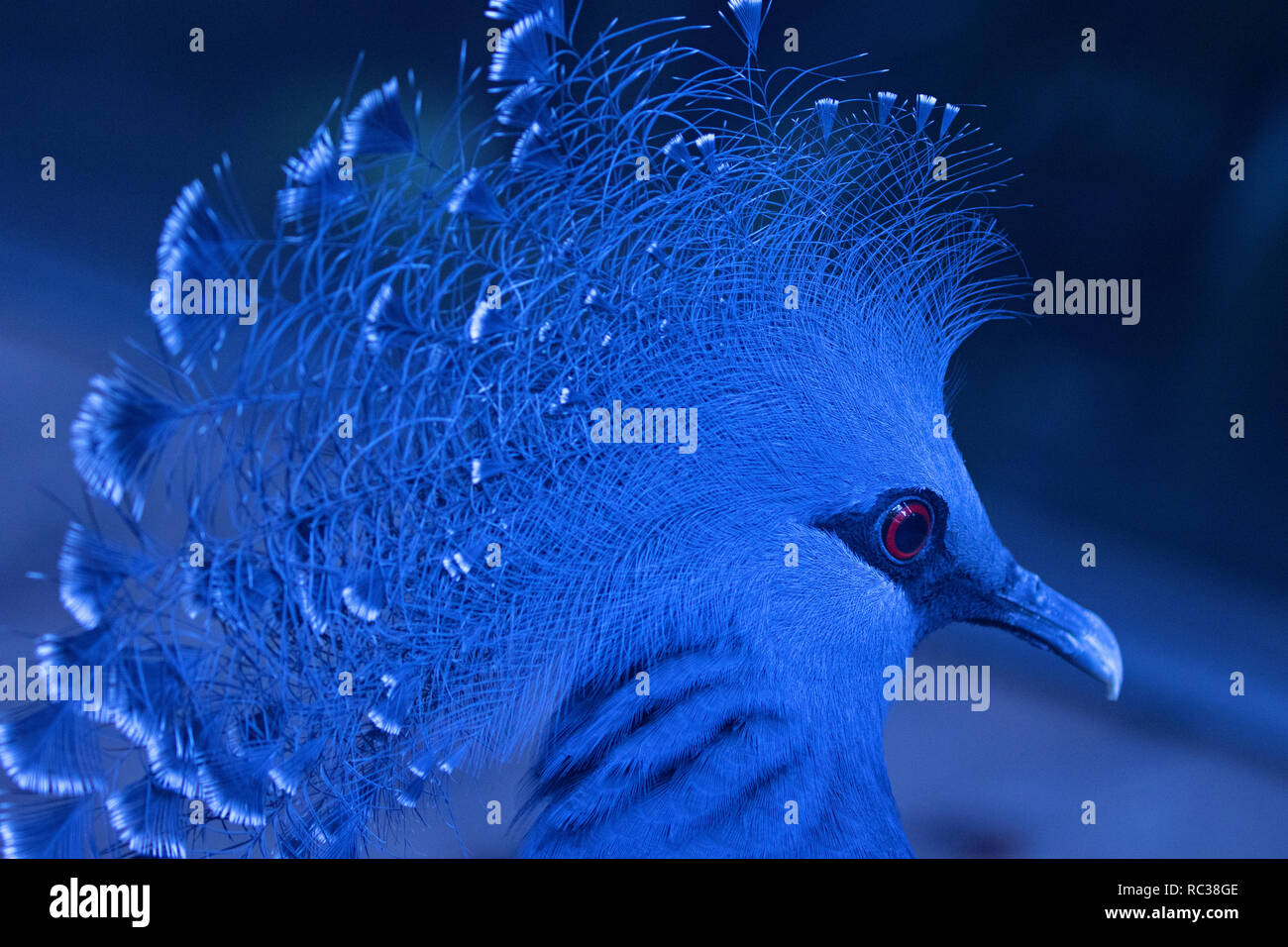 Victoria Crowned Pigeon Stock Photo - Alamy