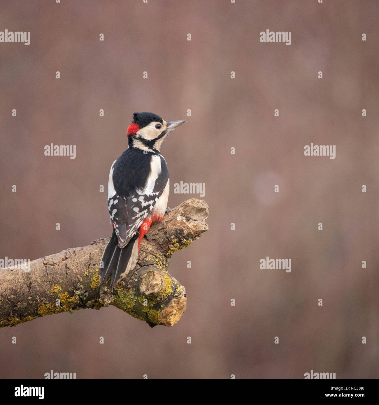 Great Spotted Woodpecker Dendrocopos Major Stock Photo - Alamy
