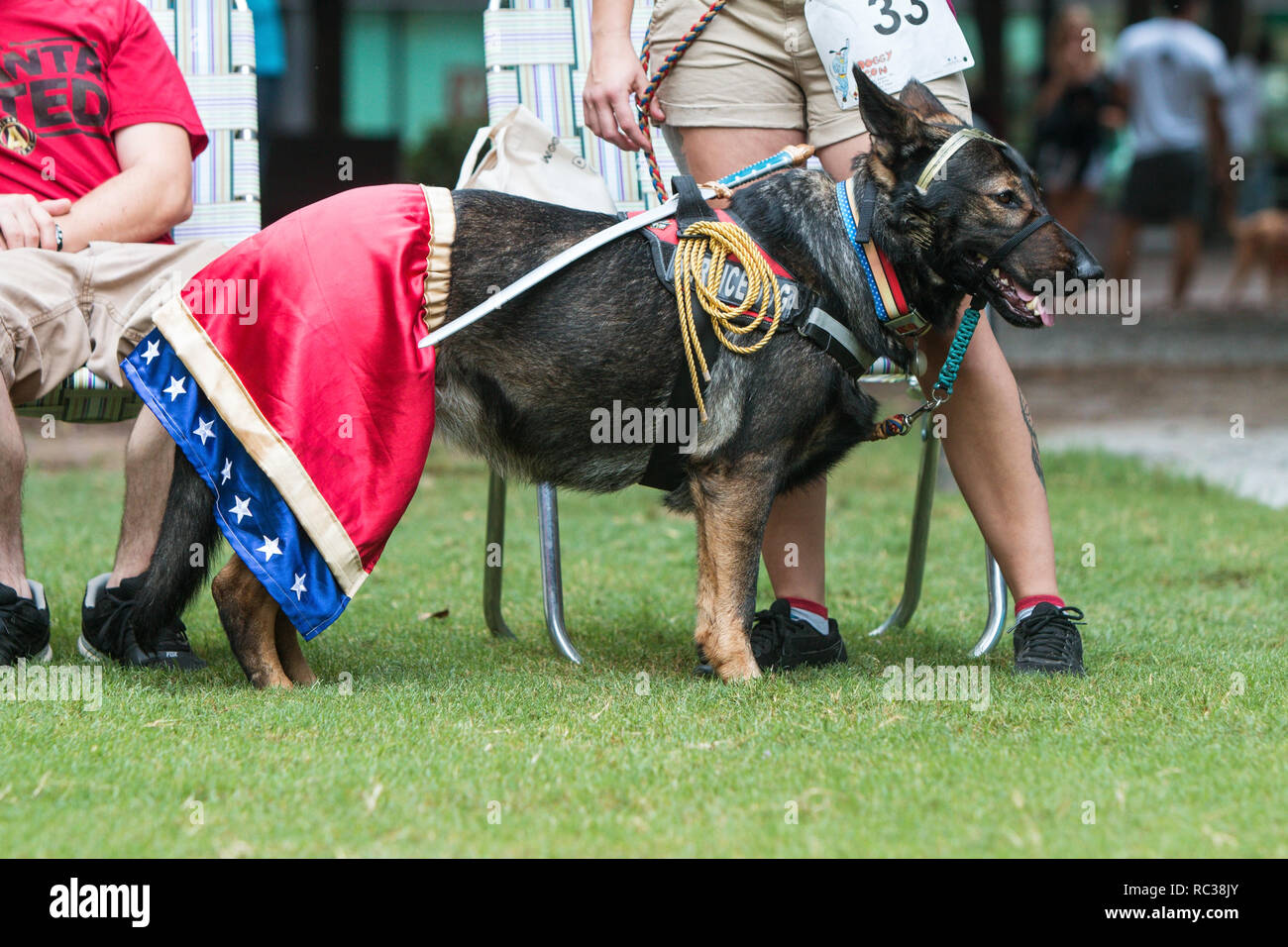 A dog wears a Wonder Woman costume at Doggy Con, a dog costume contest ...