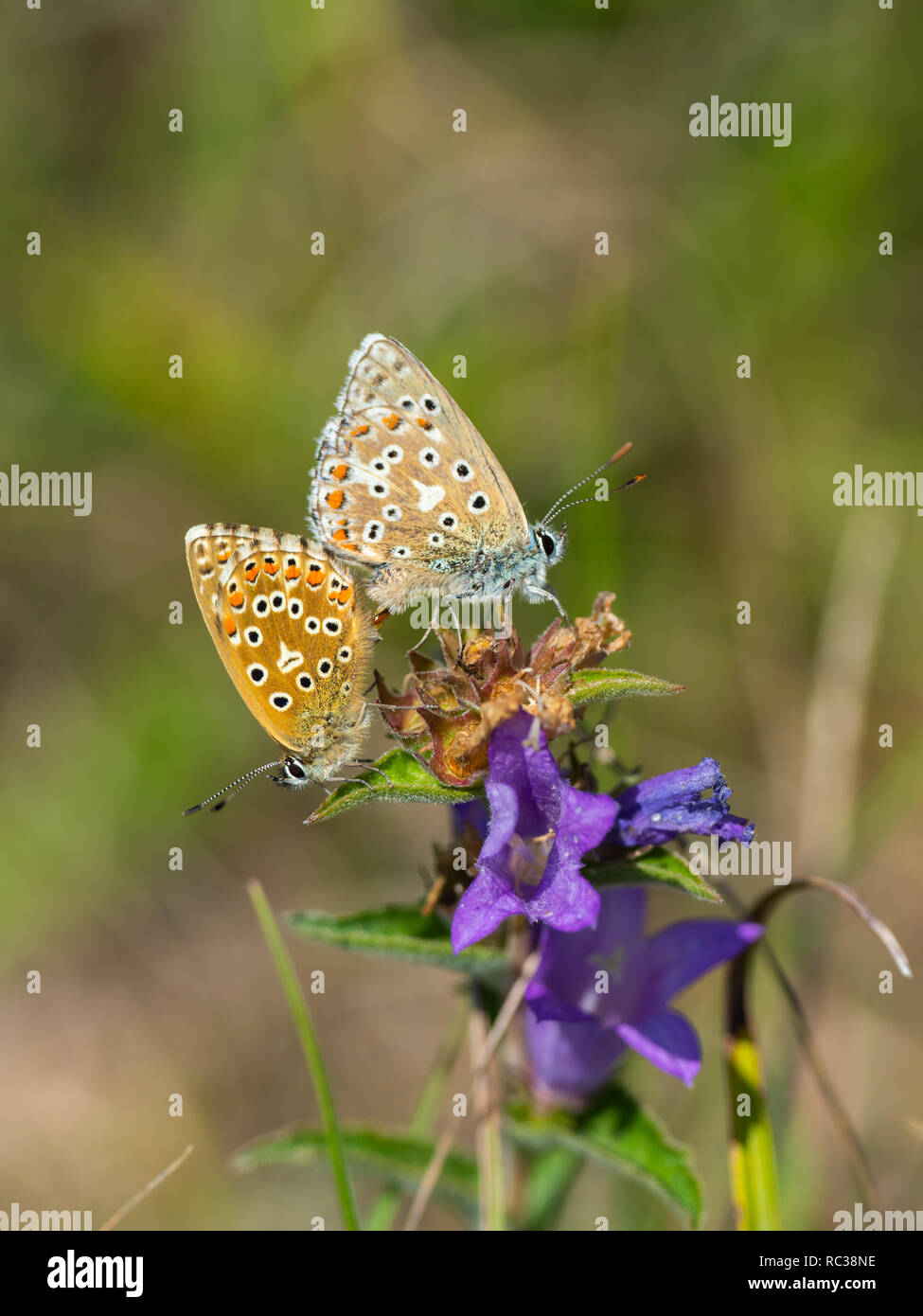 Adonis blue (Polyommatus bellargus) butterflies mating Stock Photo - Alamy