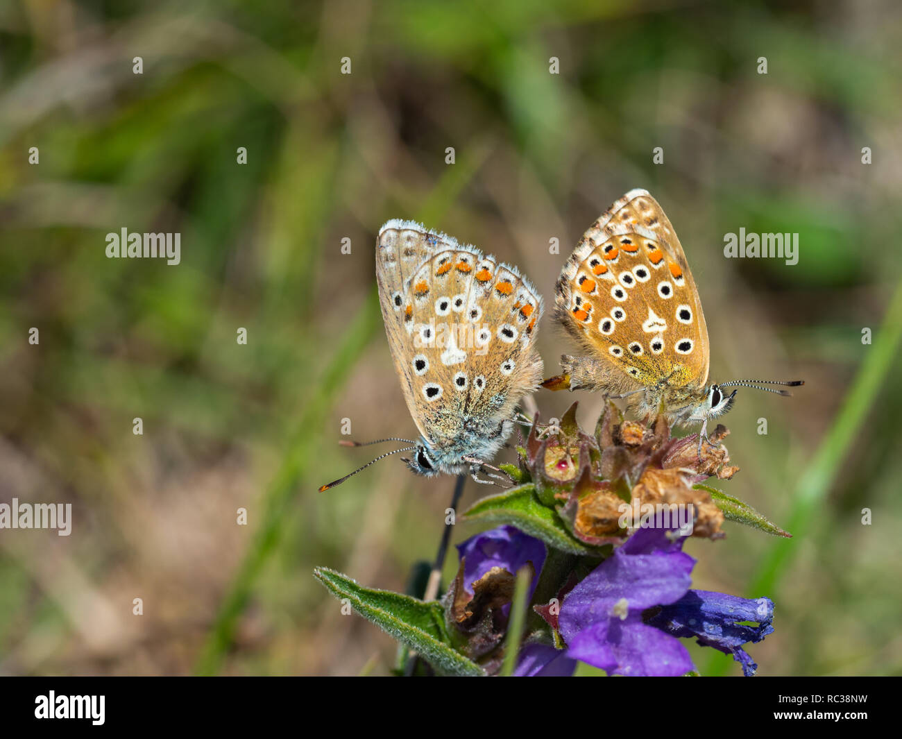 Adonis blue (Polyommatus bellargus) butterflies mating Stock Photo - Alamy