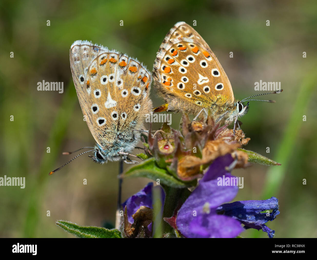 Adonis blue (Polyommatus bellargus) butterflies mating Stock Photo - Alamy