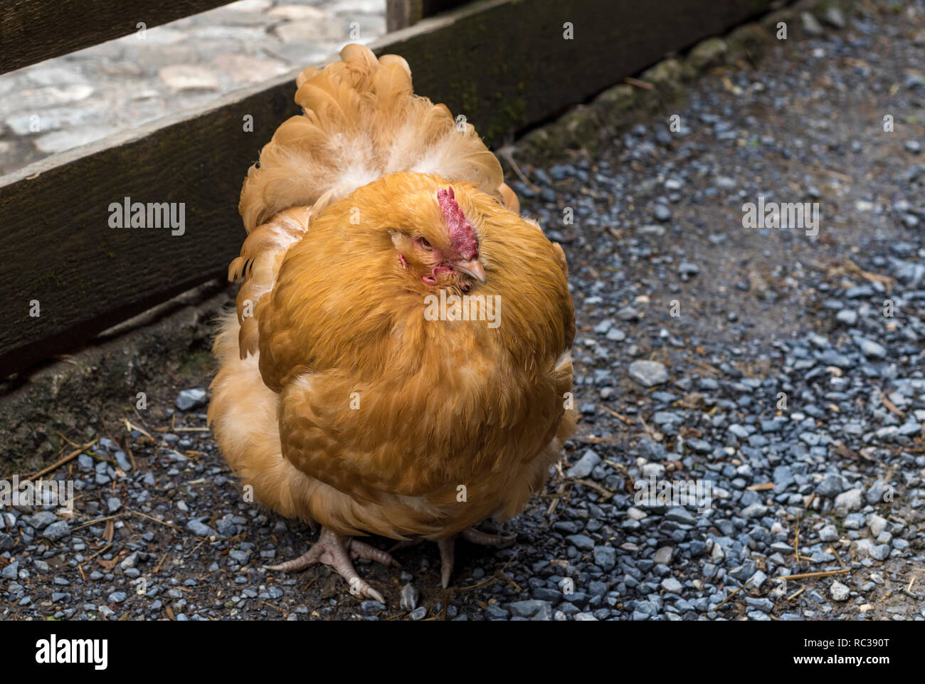 Ginger hen at the farm Stock Photo - Alamy
