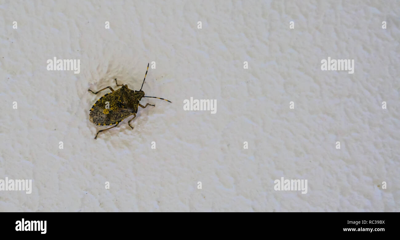 mottled shield bug in closeup, a common stink bug in europe that will ...