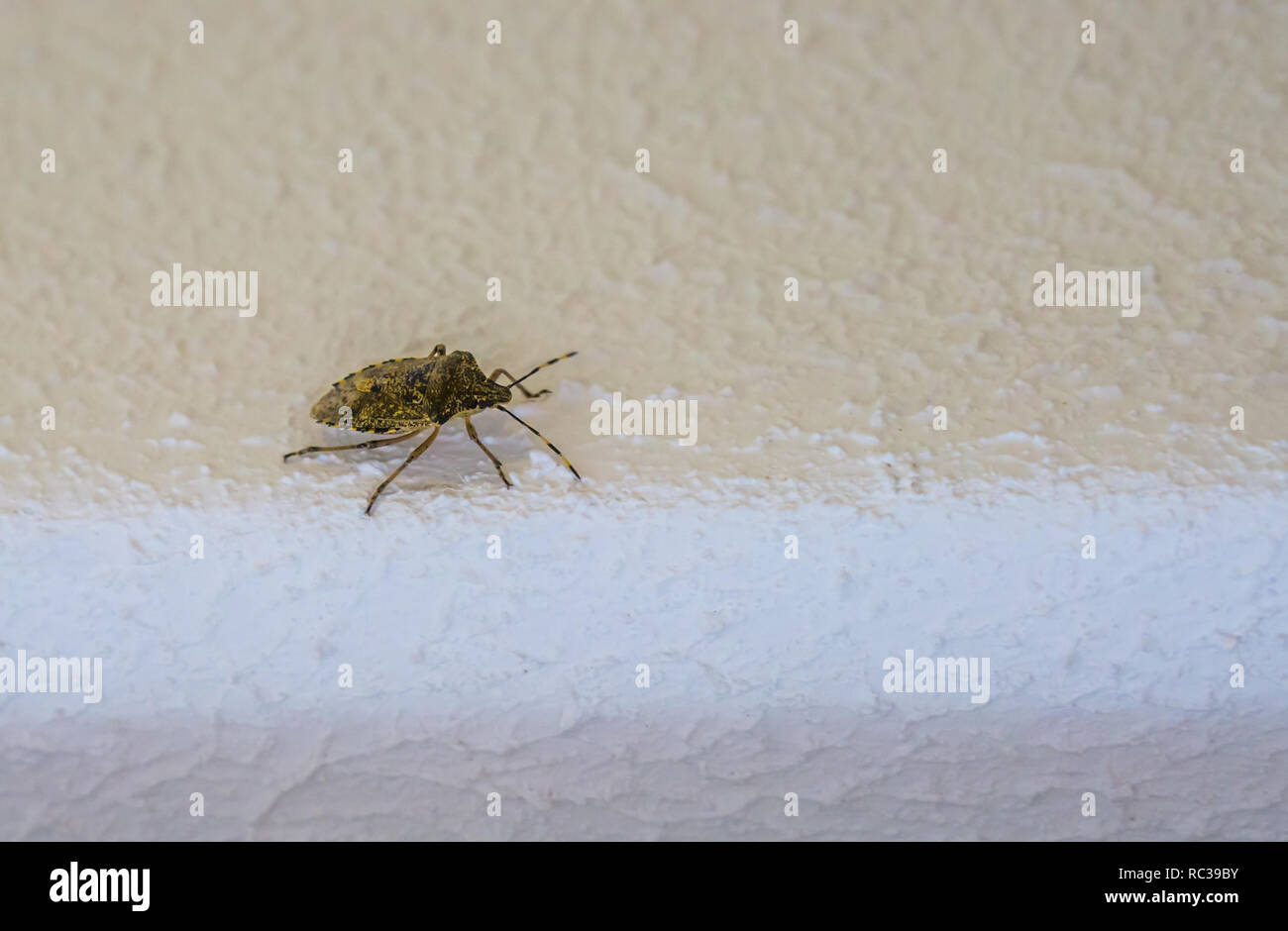 Hibernating shieldbug hi-res stock photography and images - Alamy