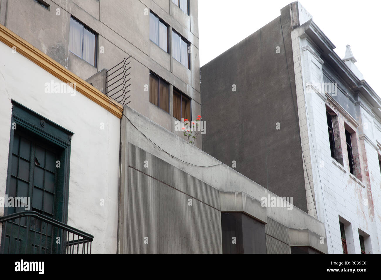 Rose of lima peru hi-res stock photography and images - Alamy