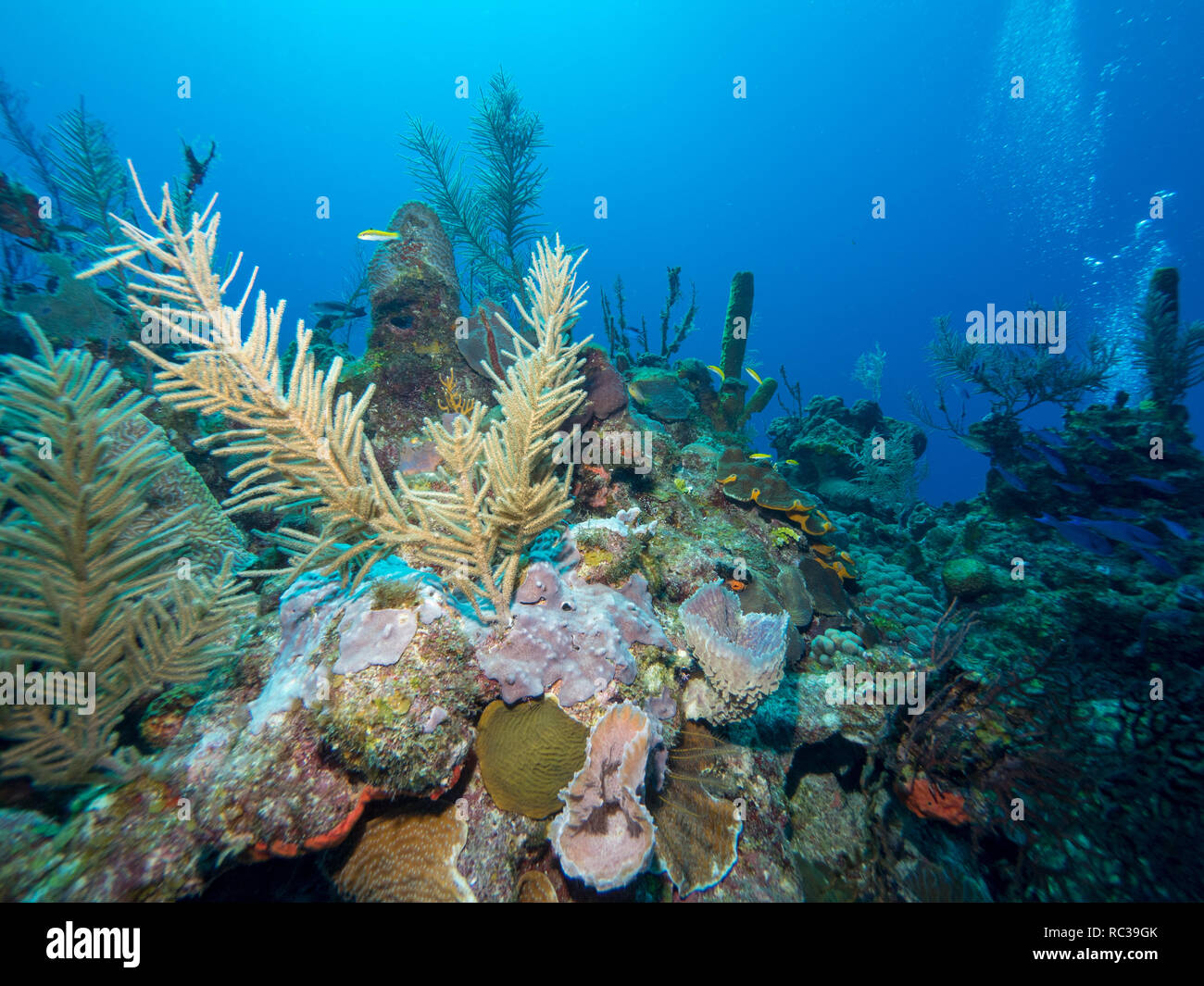 Reef life hi-res stock photography and images - Alamy