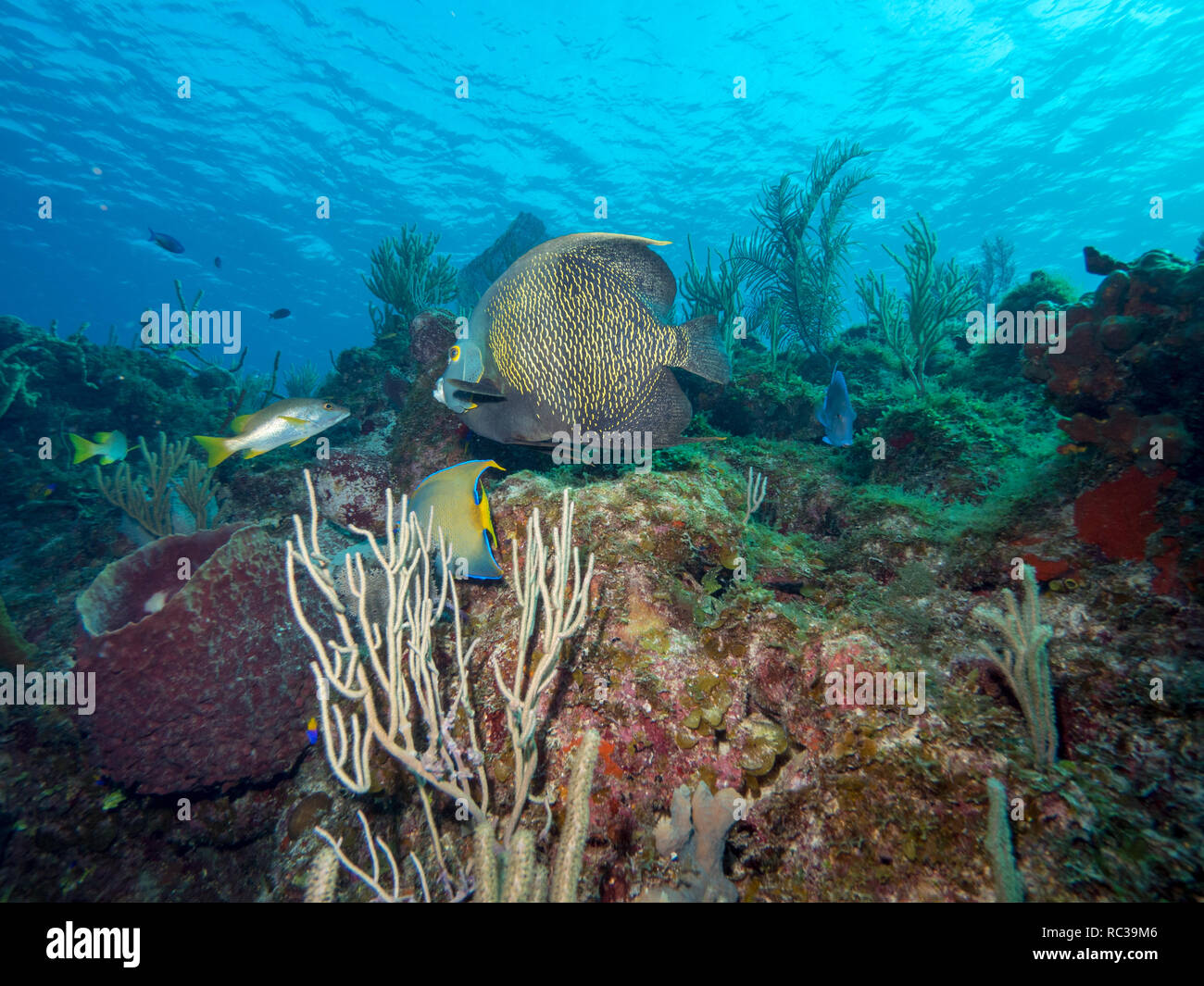 Angel fish hi-res stock photography and images - Alamy