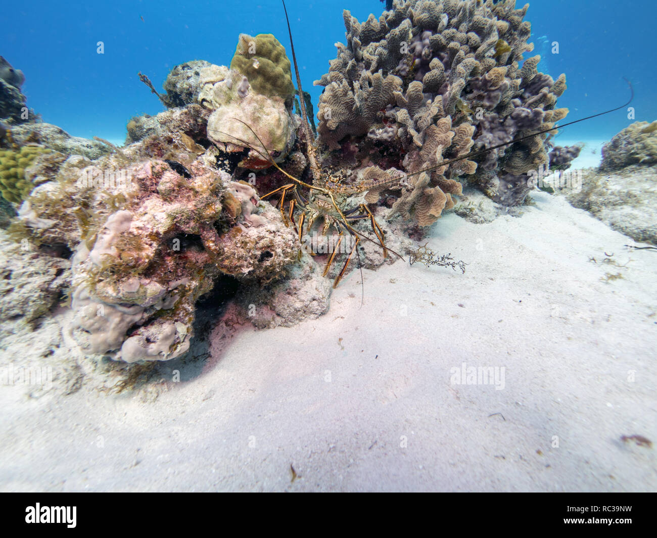 Langouste hi-res stock photography and images - Alamy