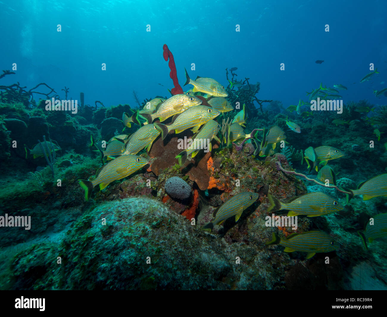 Cuba Reef High Resolution Stock Photography and Images - Alamy